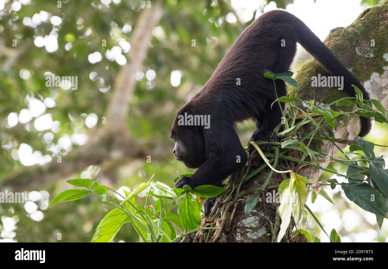 Adult howler monkey (Alouatta pigra) eating green leaves on a tree ...