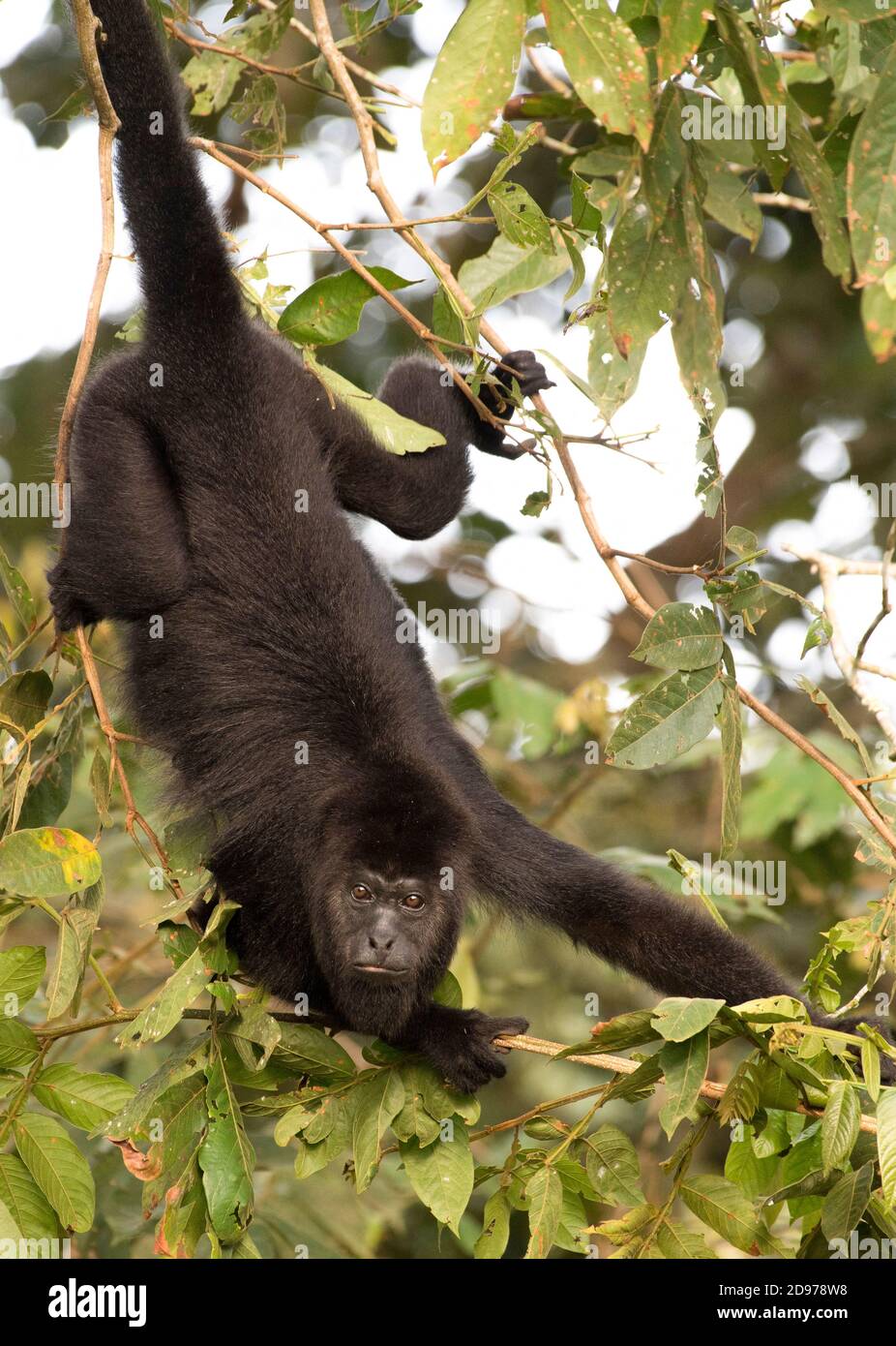 Adult howler monkey (Alouatta pigra) hanging on a tree branch within ...