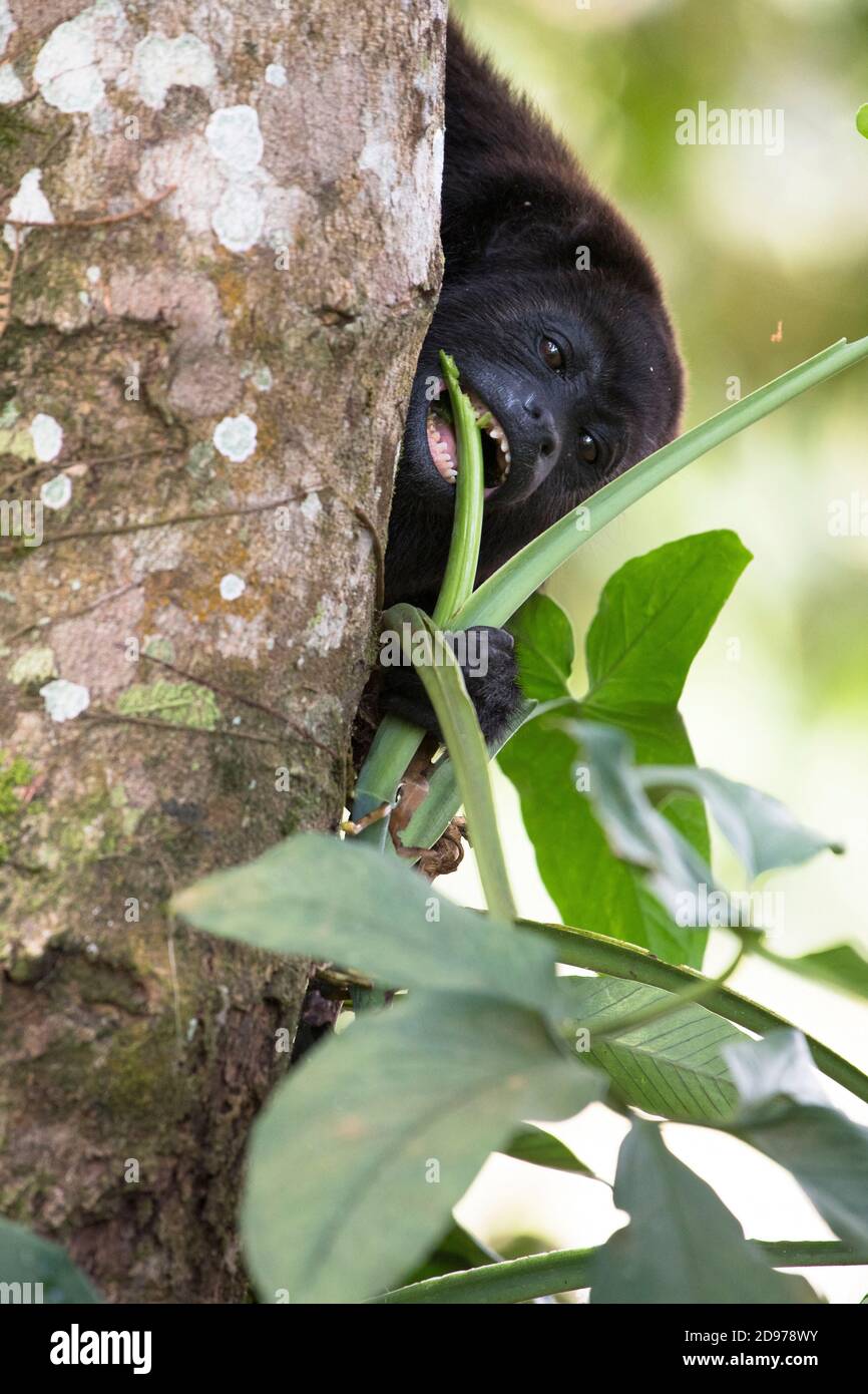 Adult howler monkey (Alouatta pigra) eating green leaves on a tree ...