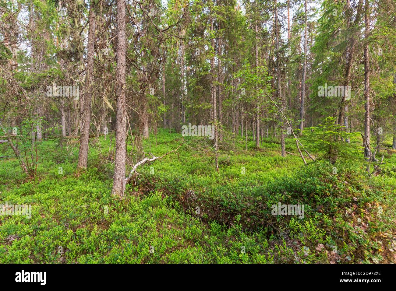 North boreal forest hi-res stock photography and images - Alamy