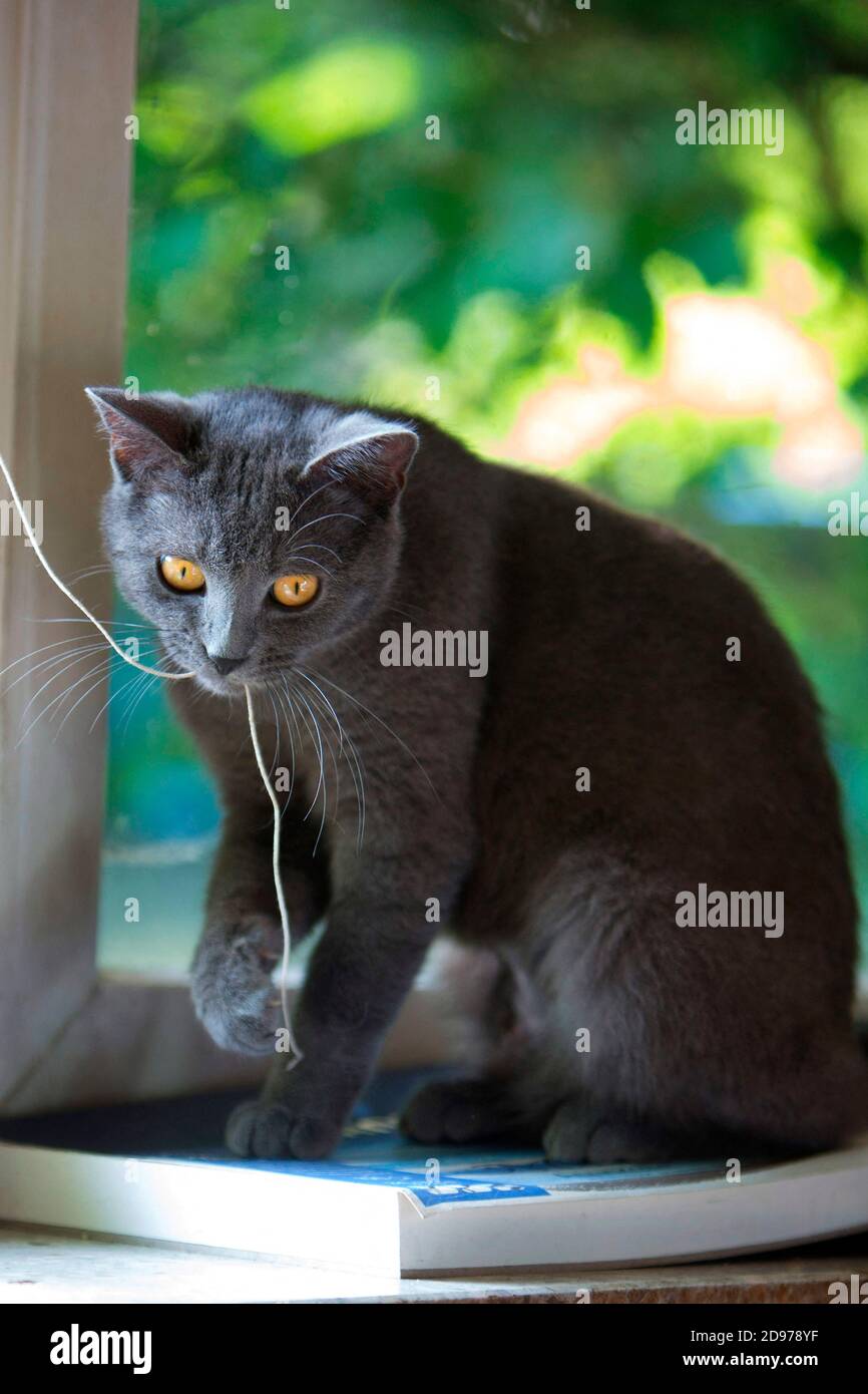 Chartreux cats hi-res stock photography and images - Alamy