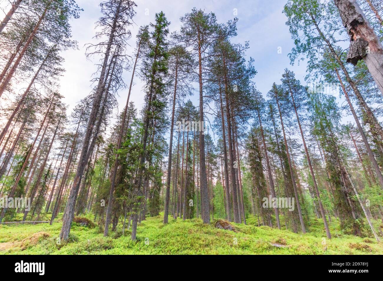 Conifer boreal hi-res stock photography and images - Alamy