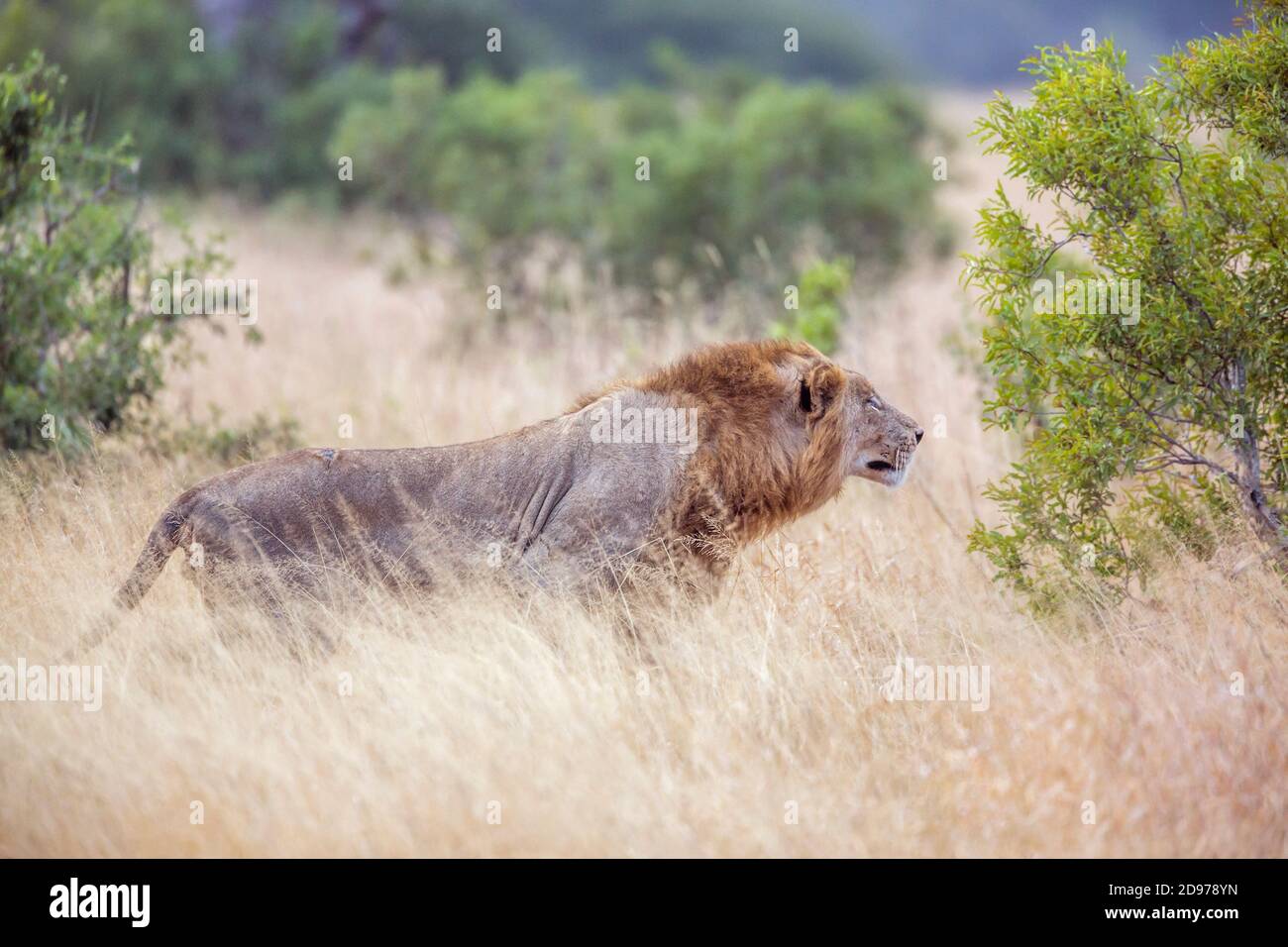 African Lion Hunting High Resolution Stock Photography and Images - Alamy