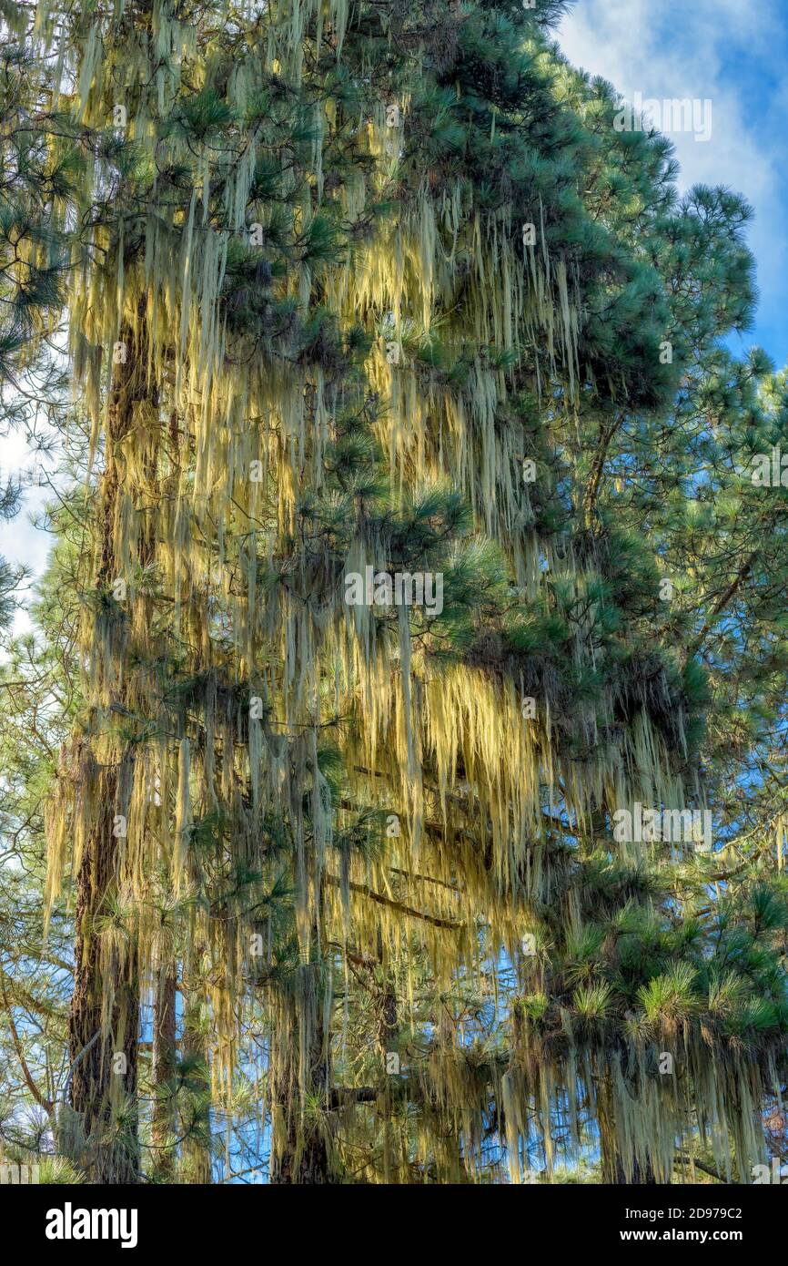 Old Man's Beard (Usnea barbata) on pine trees in Tenerife. These ...
