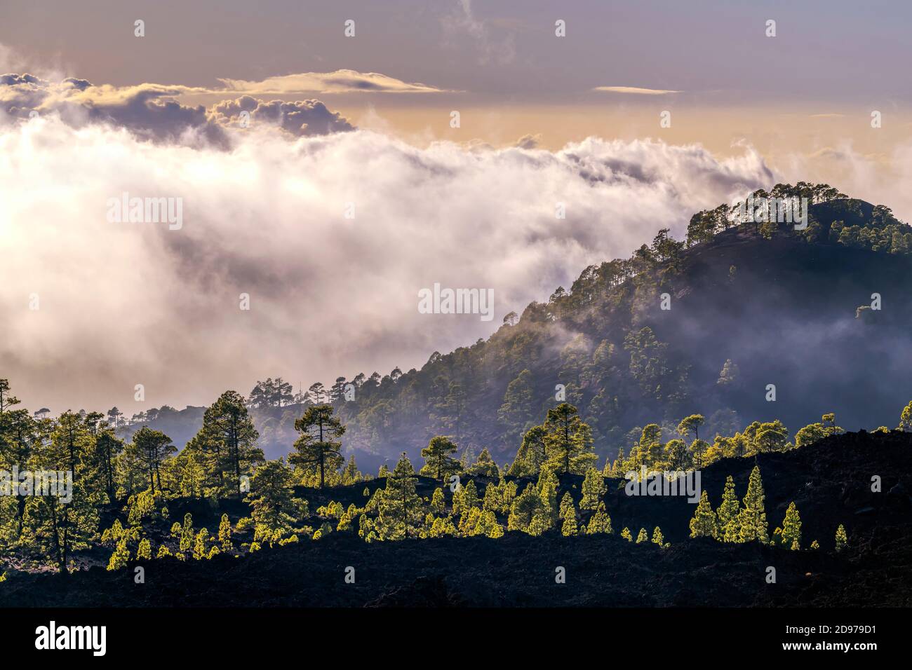 Canary pines and sea of clouds on the island of Tenerife. Canary Island ...