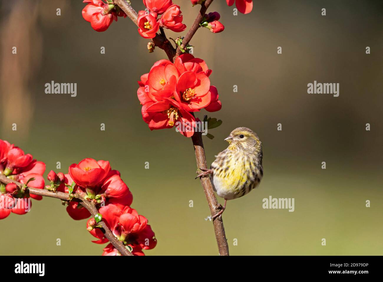 European Serin (Serinus serinus), Female on a flowering branch in ...