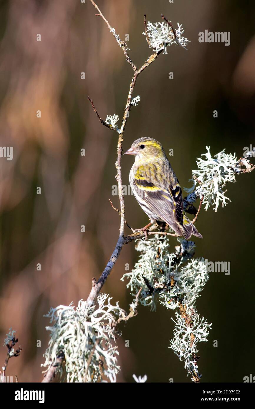 Siskin (Spinus spinus Stock Photo - Alamy