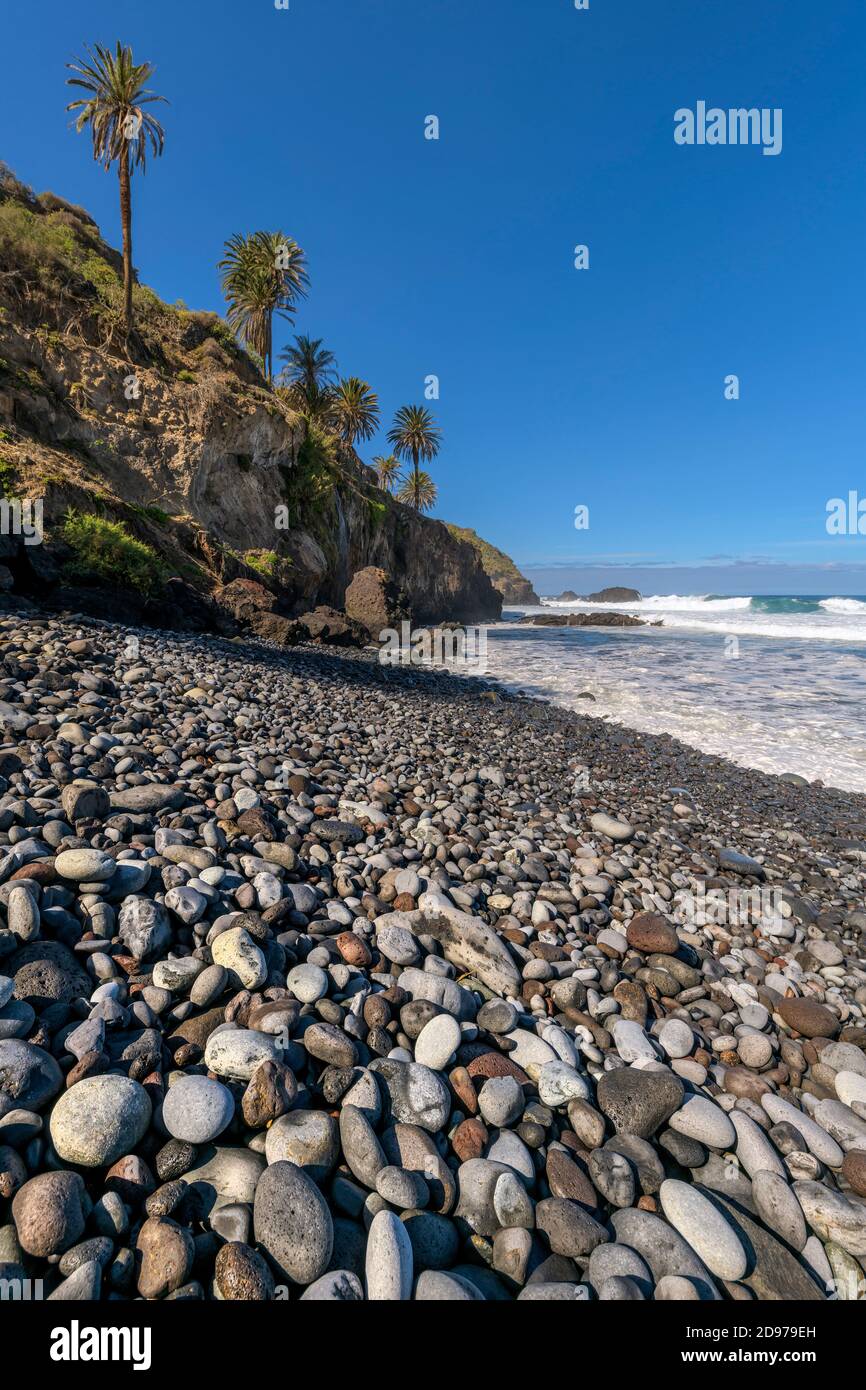 Canary palm trees (Phoenix canariensis) and volcanic pebble beach. This ...