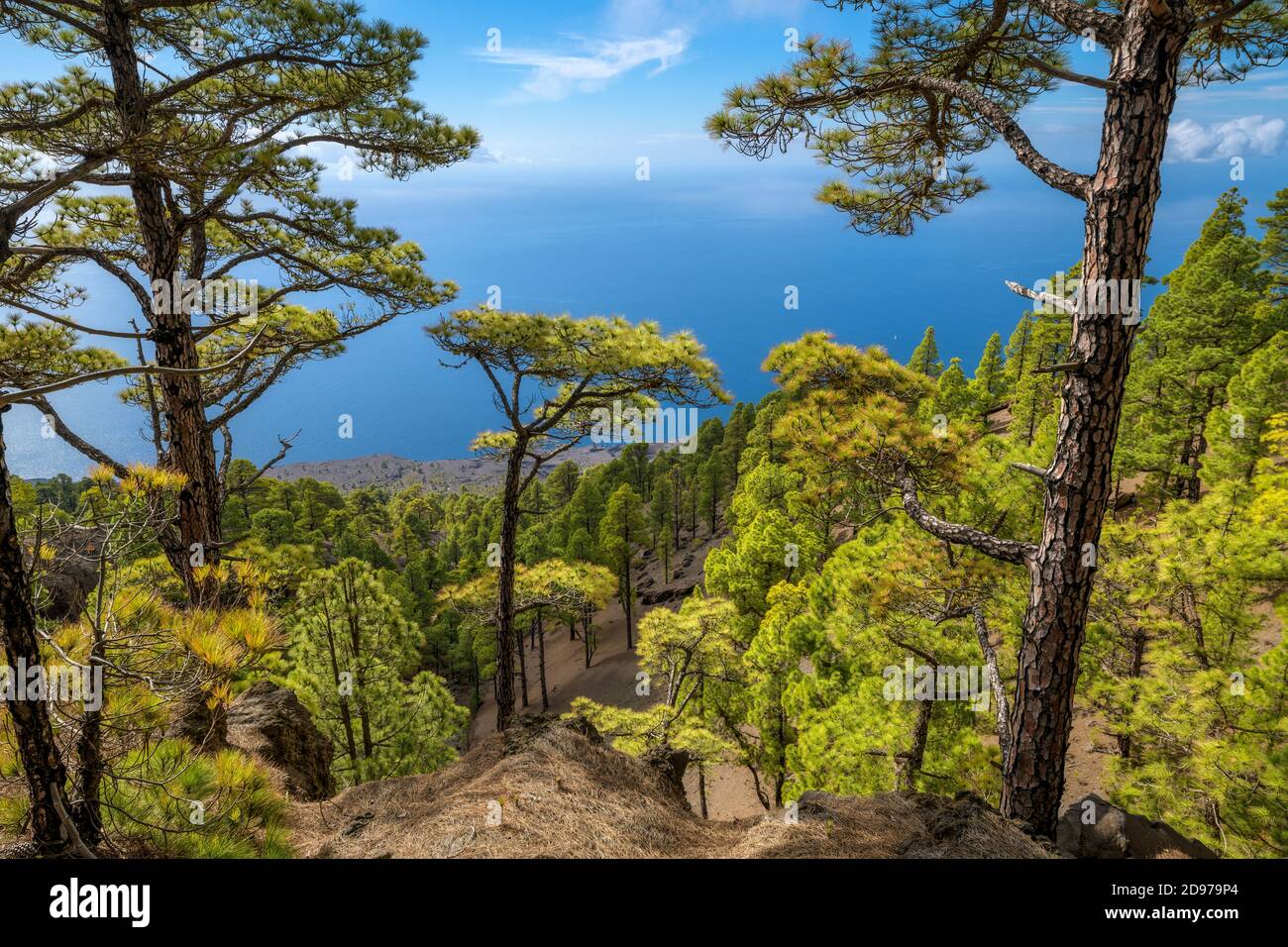 Canary pines on the island of El Herrio. Canary Island pine (Pinus ...