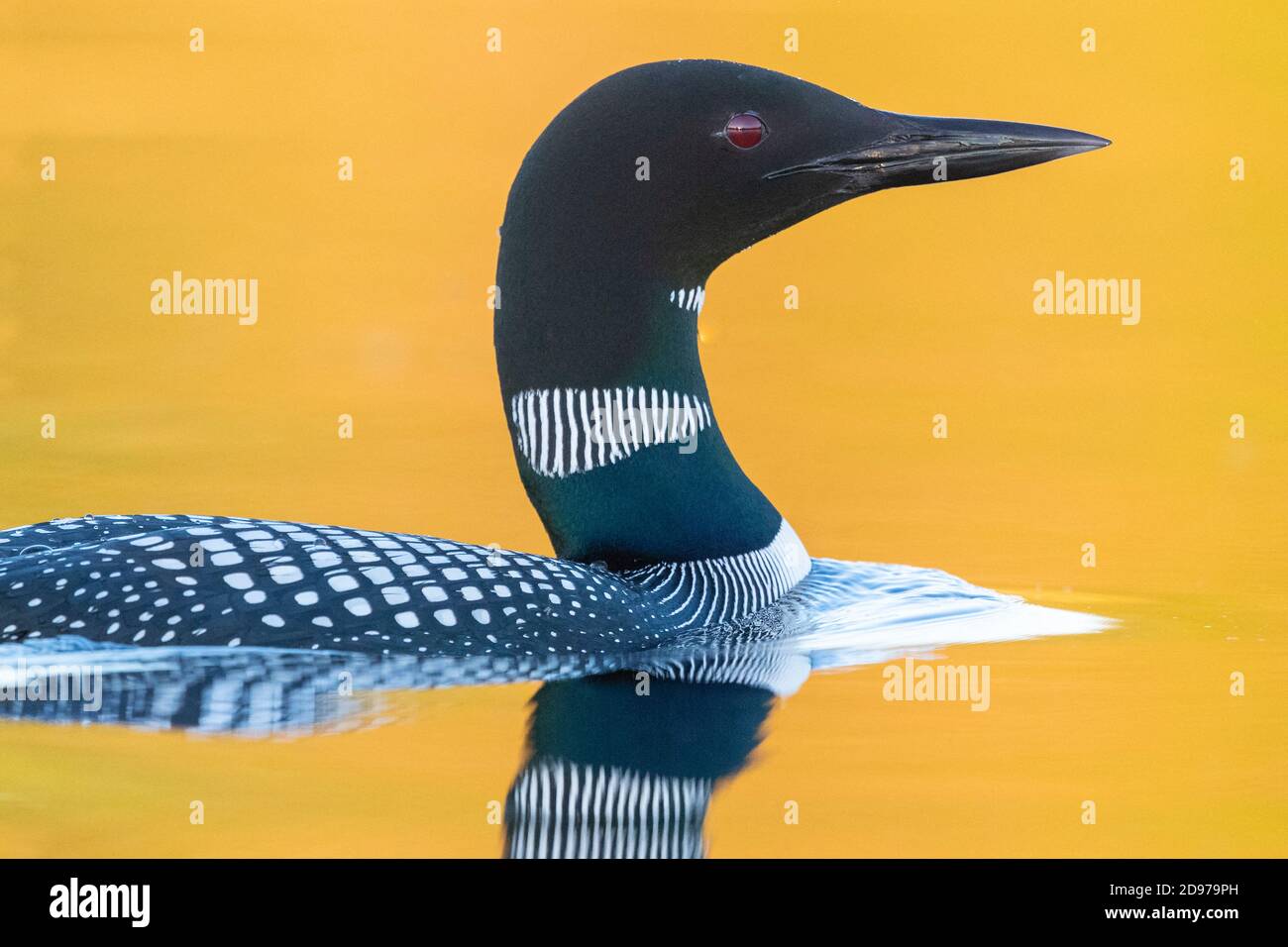 Common Loon (Gavia immer), on a lake, Michigan, USA Stock Photo - Alamy