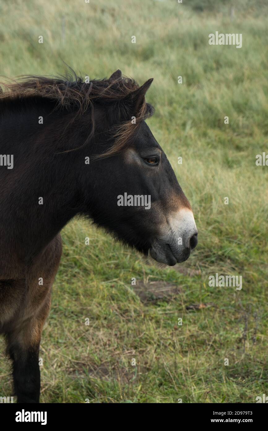 Brown Horse with Windswept Mane Stock Photo - Alamy