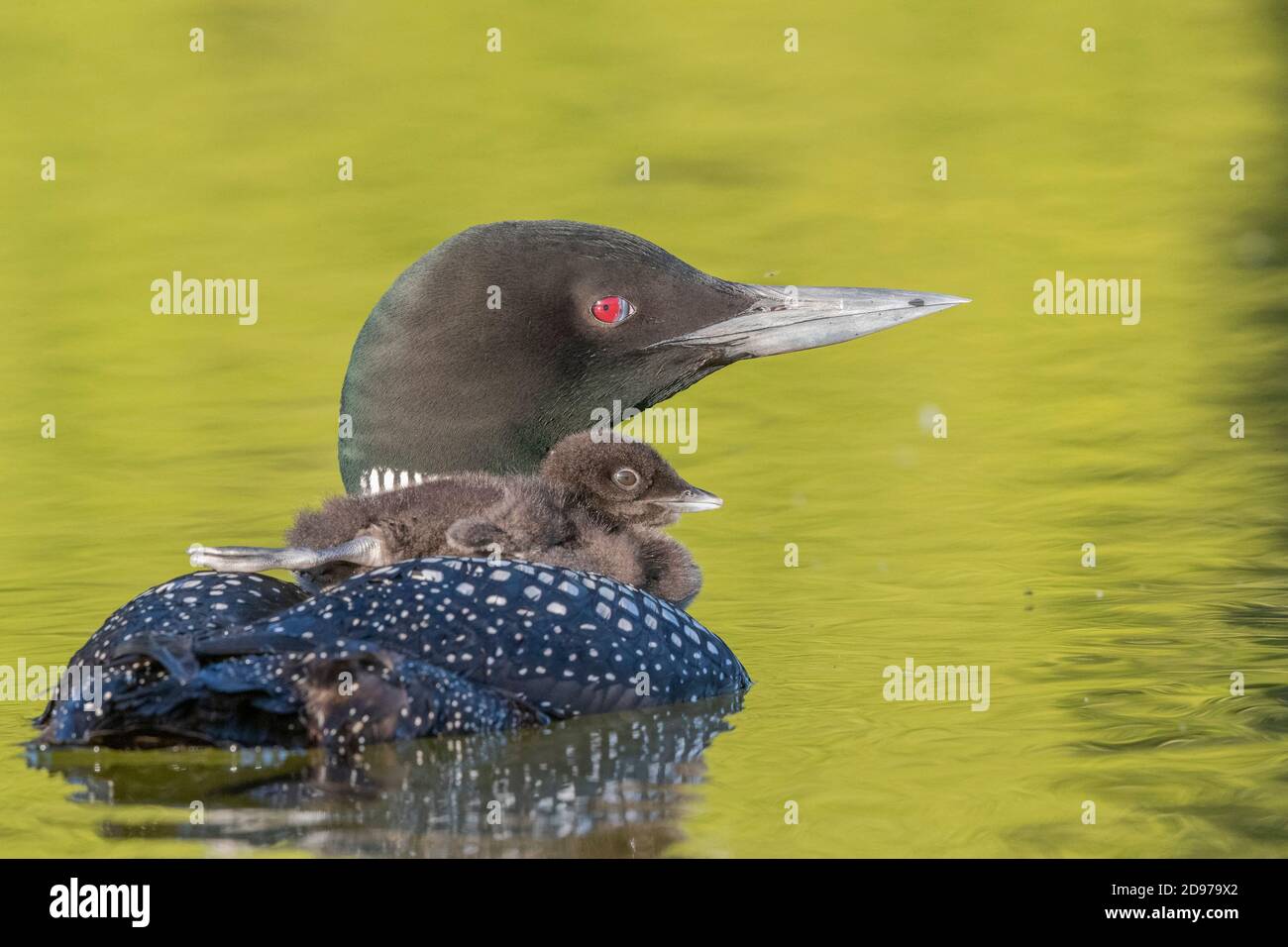 Common Loon (Gavia immer), on a lake, parent with a baby on the back ...