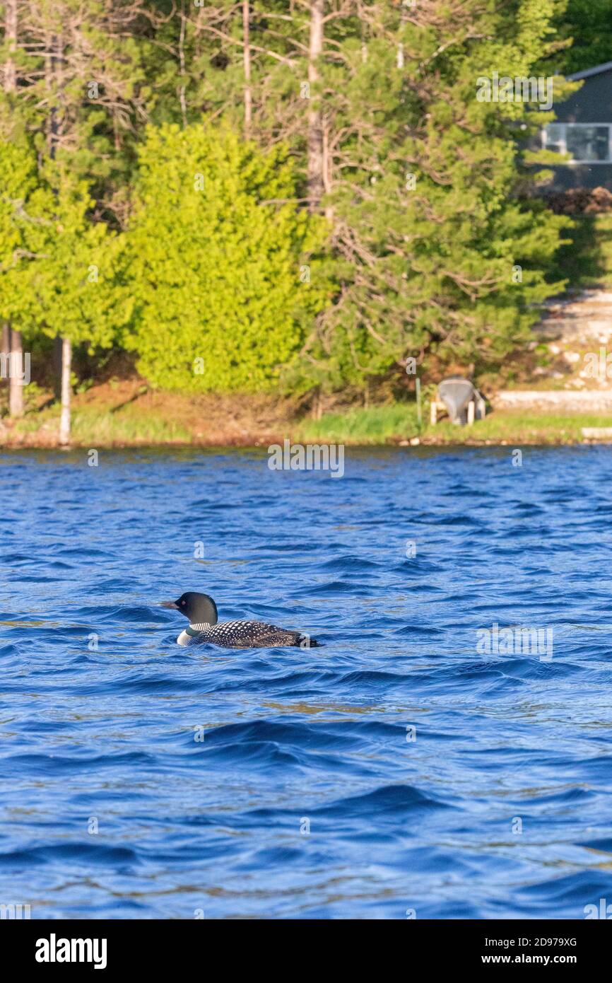 Loon species hi-res stock photography and images - Alamy