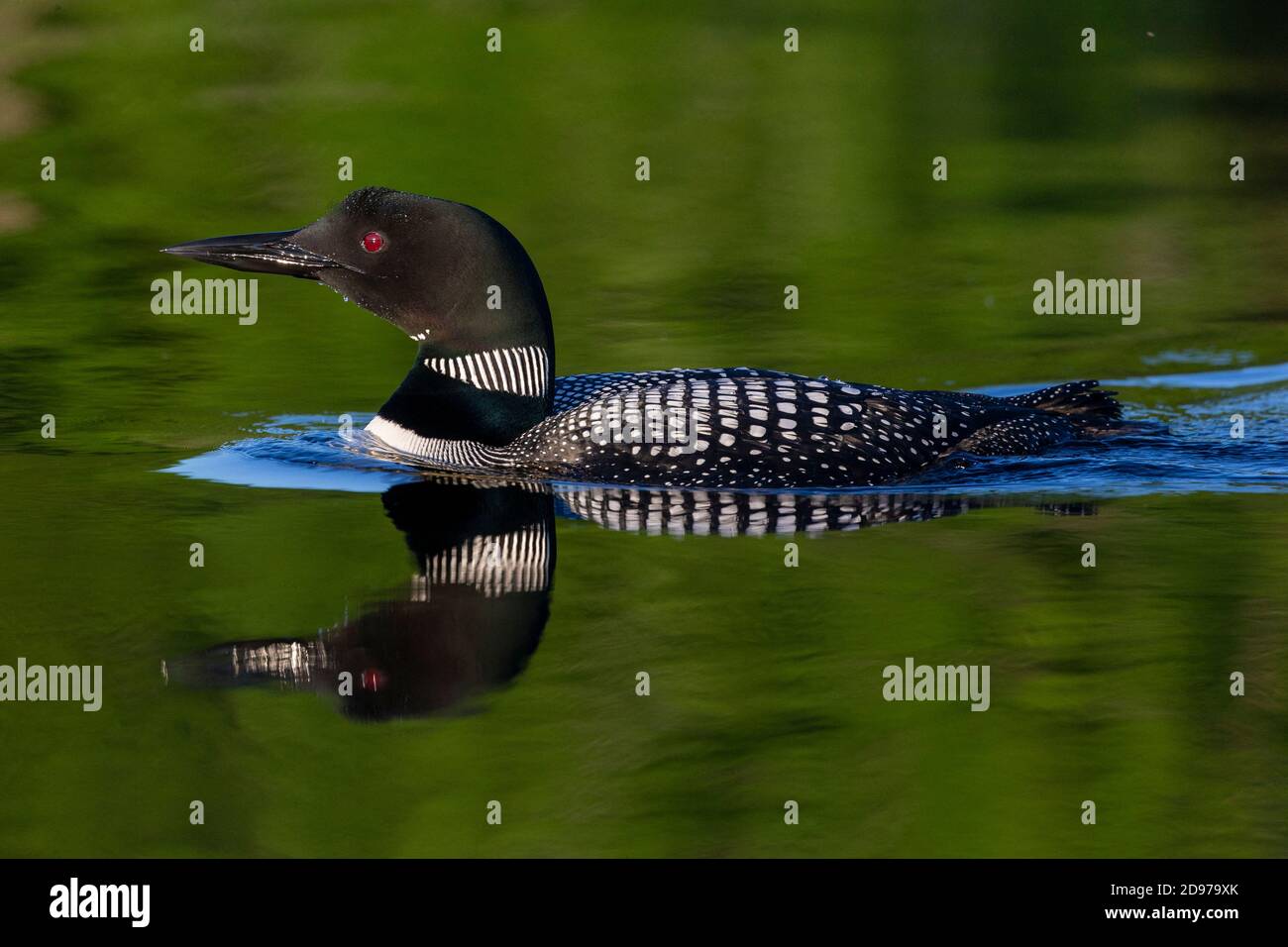 Common Loon (Gavia immer), on a lake, Michigan, USA Stock Photo - Alamy