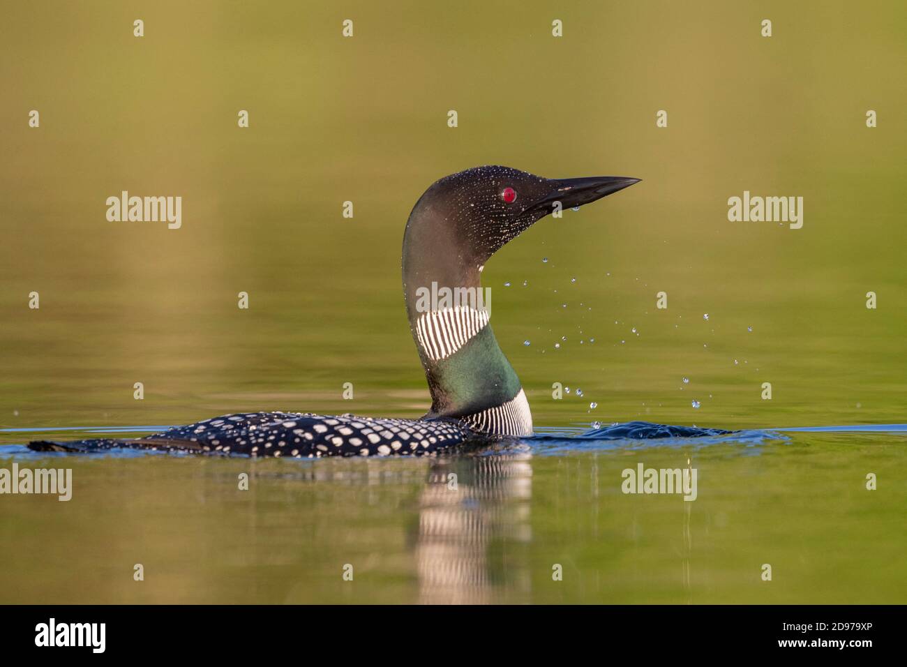 Common Loon (Gavia immer), on a lake, Michigan, USA Stock Photo - Alamy