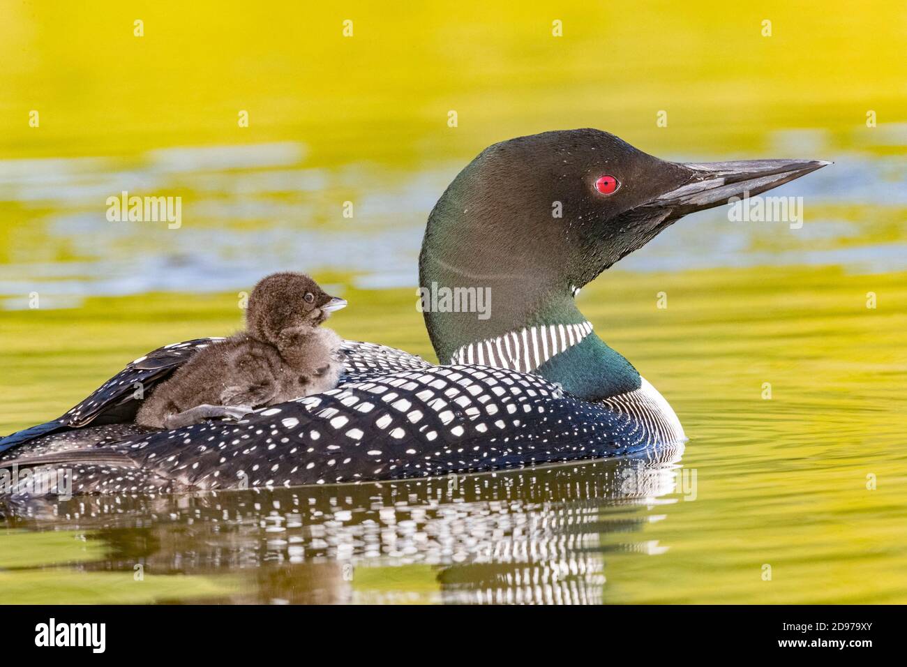 Common Loon (Gavia immer), on a lake, parent with a baby on the back ...