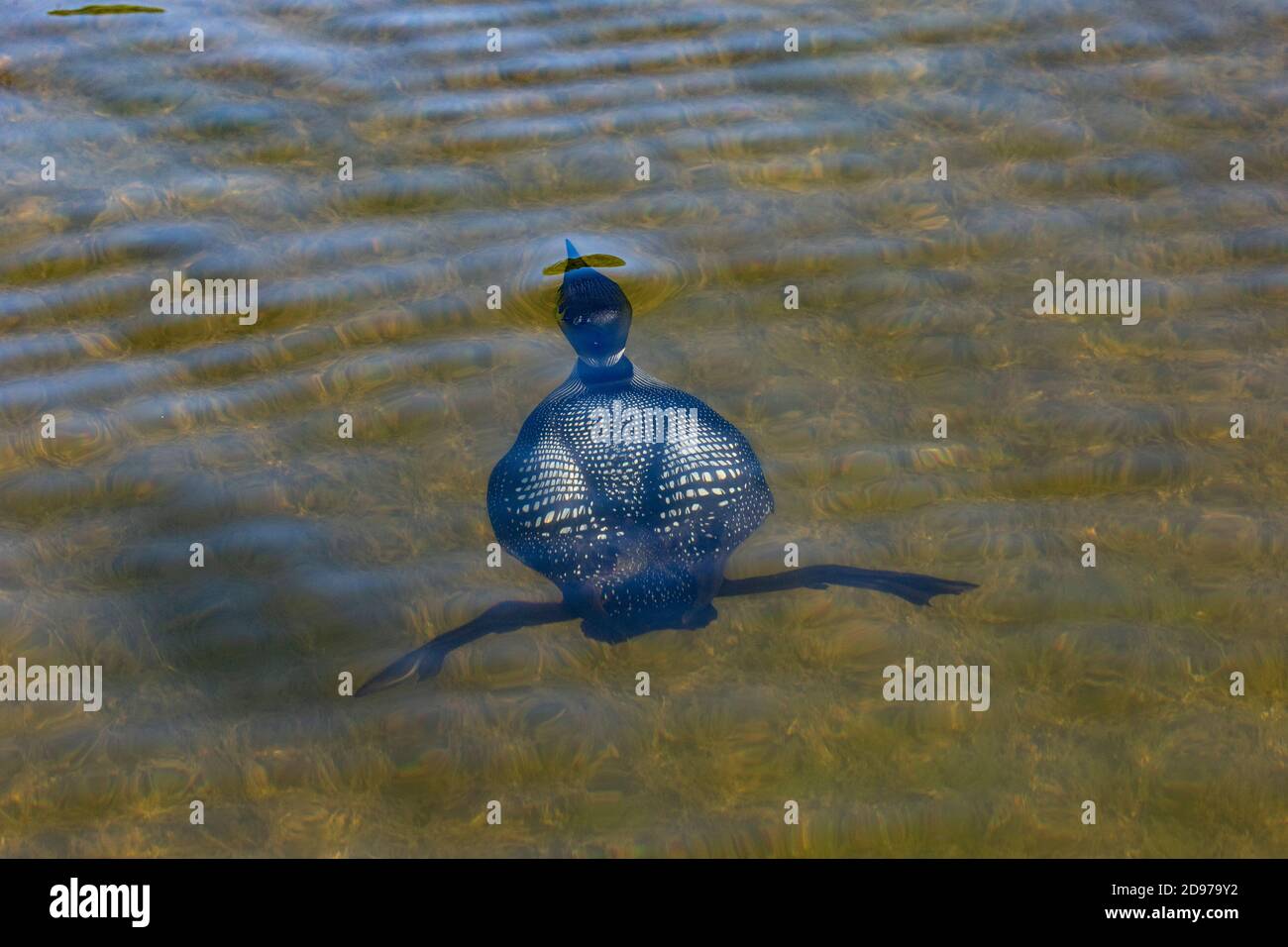 Common Loon (Gavia immer), on a lake, diving underwater, Michigan, USA ...