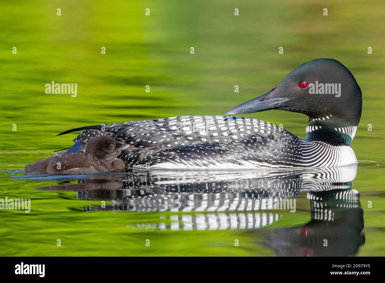 Common Loon (Gavia immer), on a lake, parent with a baby, Michigan, USA ...