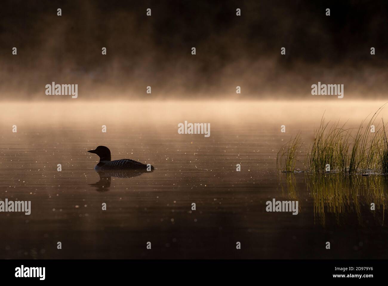 Common Loon (Gavia immer), on a lake, Michigan, USA Stock Photo - Alamy