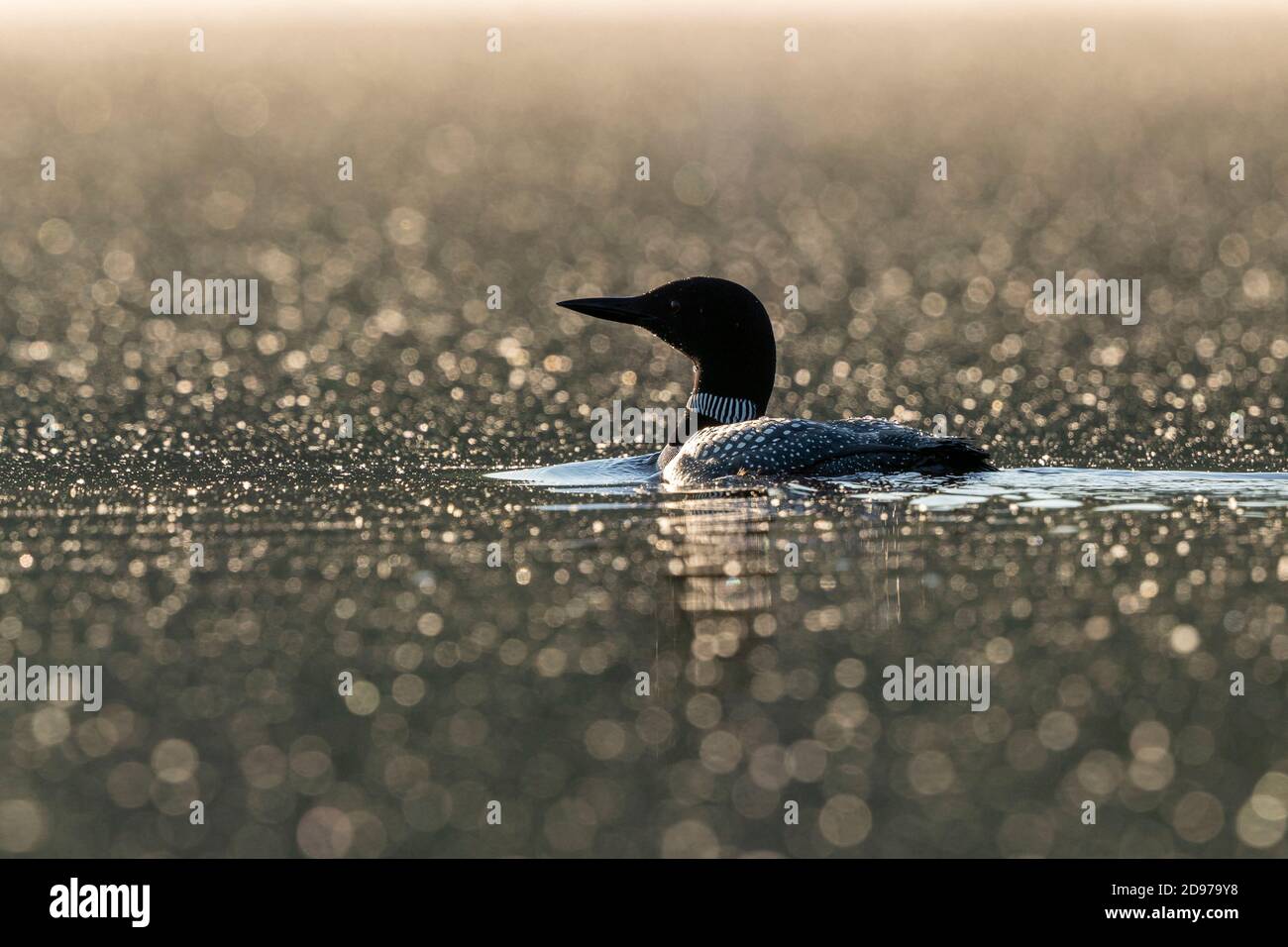 Common Loon (Gavia immer), on a lake, Michigan, USA Stock Photo - Alamy
