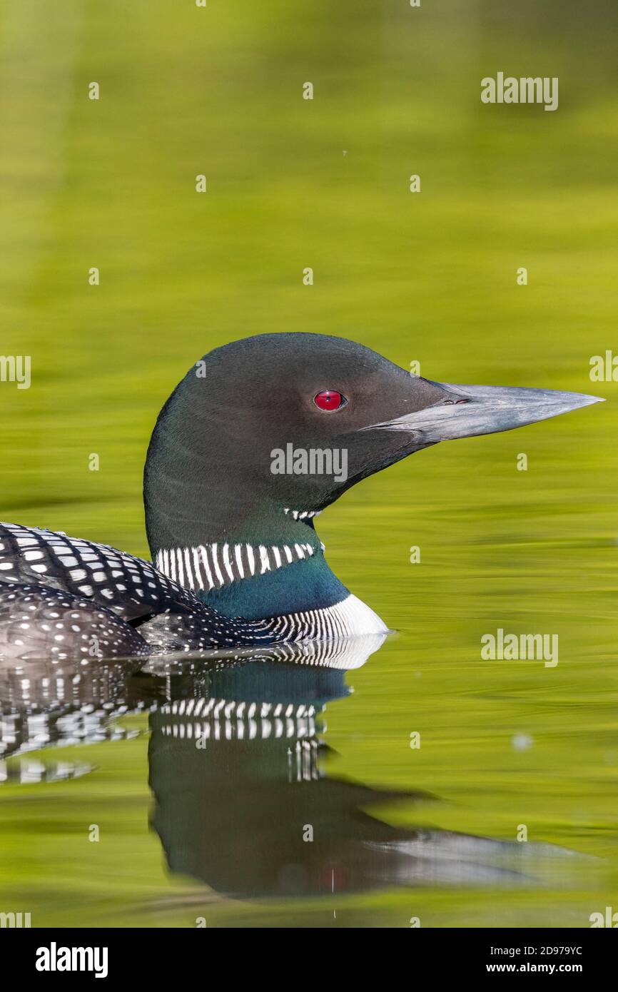 Common Loon (Gavia immer), on a lake, Michigan, USA Stock Photo - Alamy