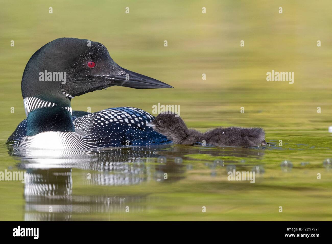 Common Loon (Gavia immer), on a lake, parents with a baby, feeding with ...