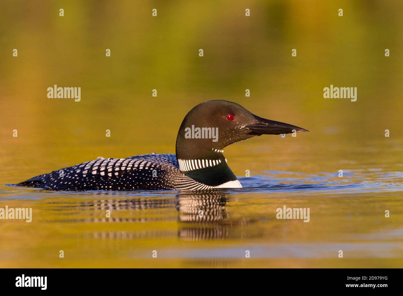 Common Loon (Gavia immer), on a lake, Michigan, USA Stock Photo - Alamy