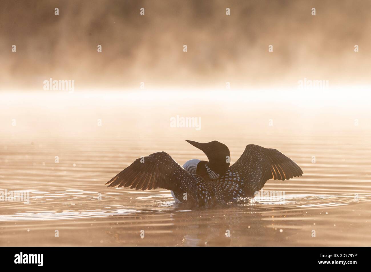 Common Loon (Gavia immer), on a lake, Michigan, USA Stock Photo - Alamy