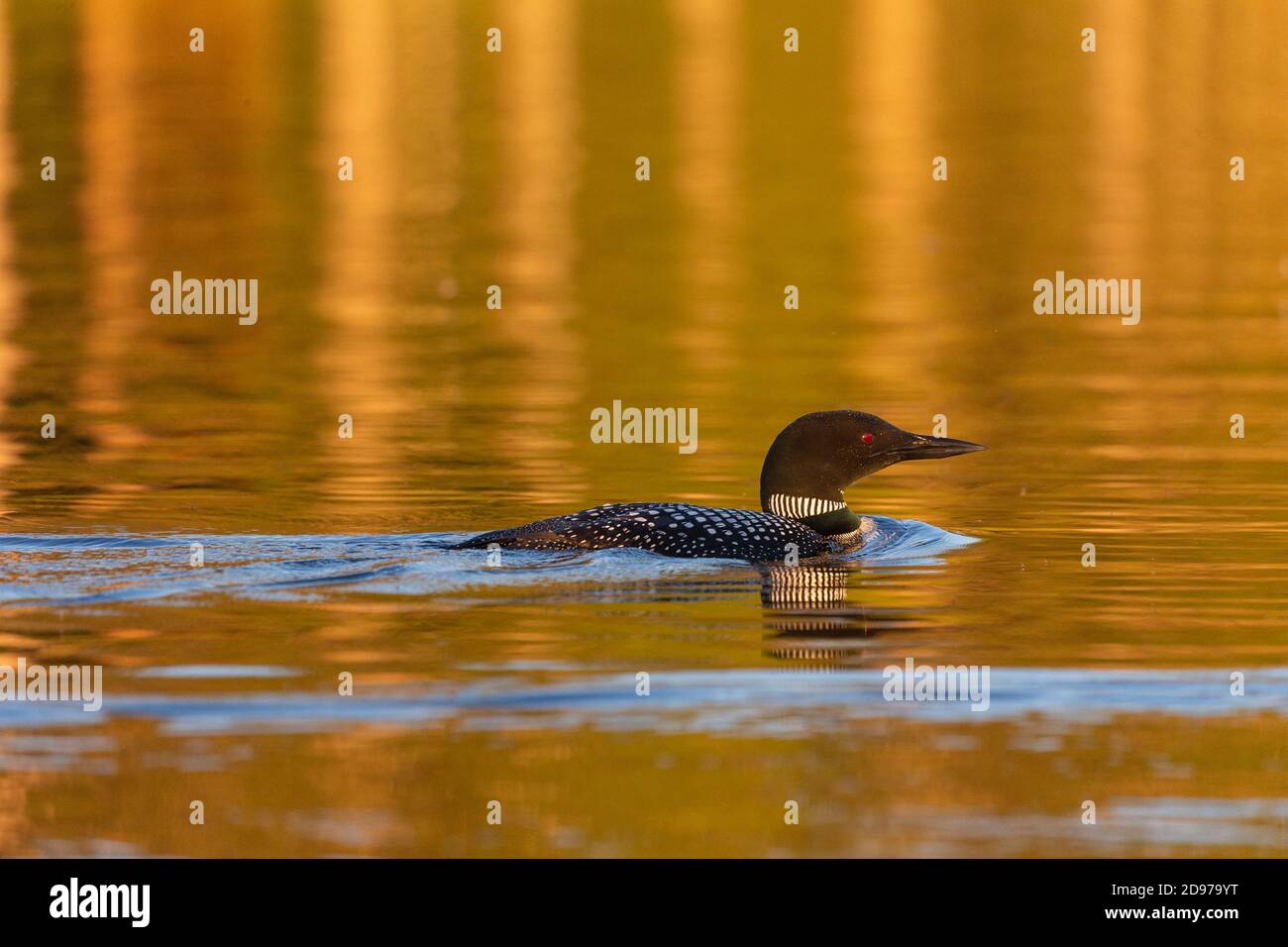 Common Loon (Gavia immer), on a lake, Michigan, USA Stock Photo - Alamy