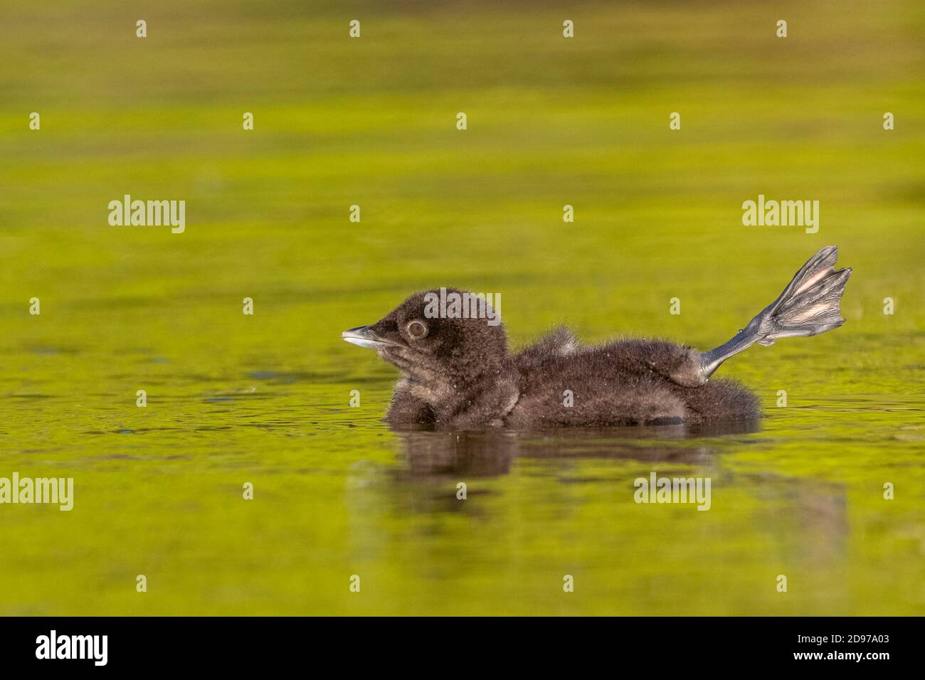 Common Loon (Gavia immer), on a lake, baby, Michigan, USA Stock Photo ...