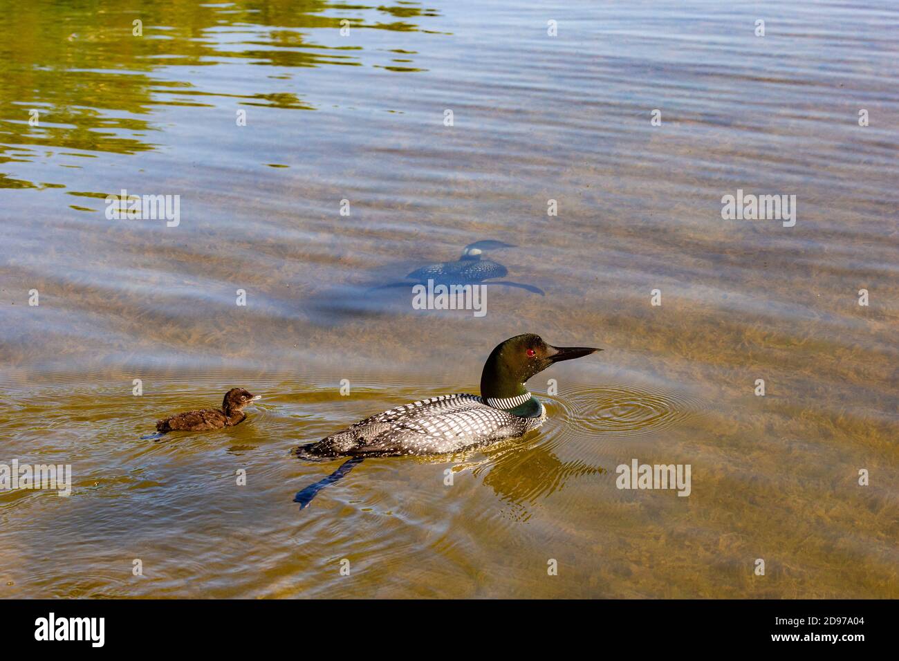 Baby swimming underwater hi-res stock photography and images - Alamy