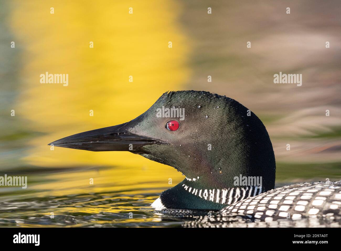 Common Loon (Gavia immer), on a lake, Michigan, USA Stock Photo - Alamy