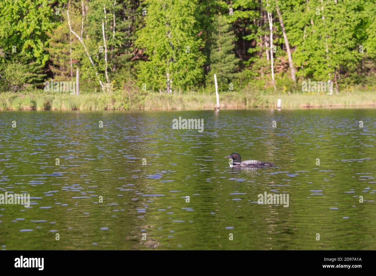 Common Loon (Gavia immer), on a lake, Michigan, USA Stock Photo - Alamy