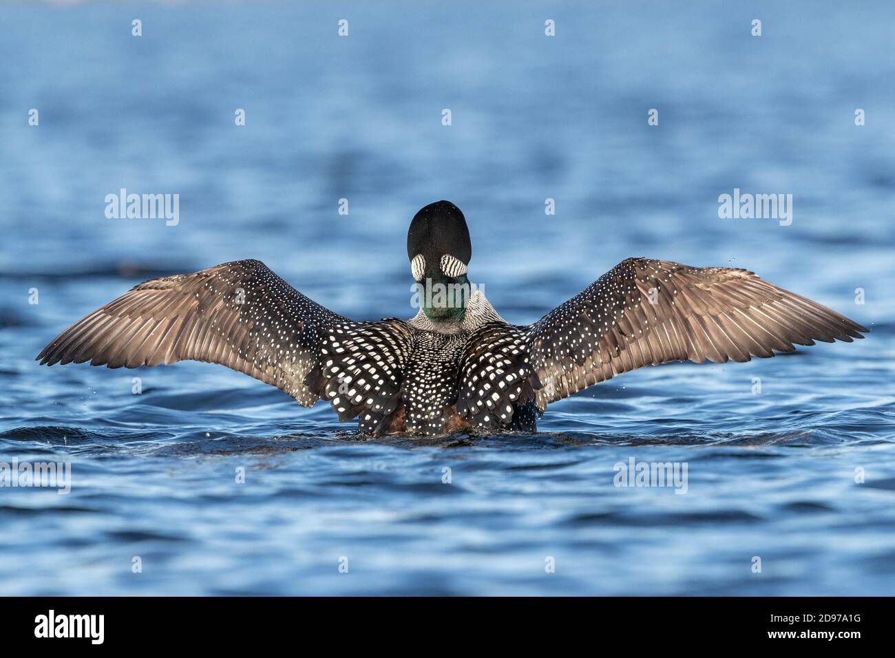 Common Loon (Gavia immer), wing flapping on a lake, Michigan, USA Stock ...