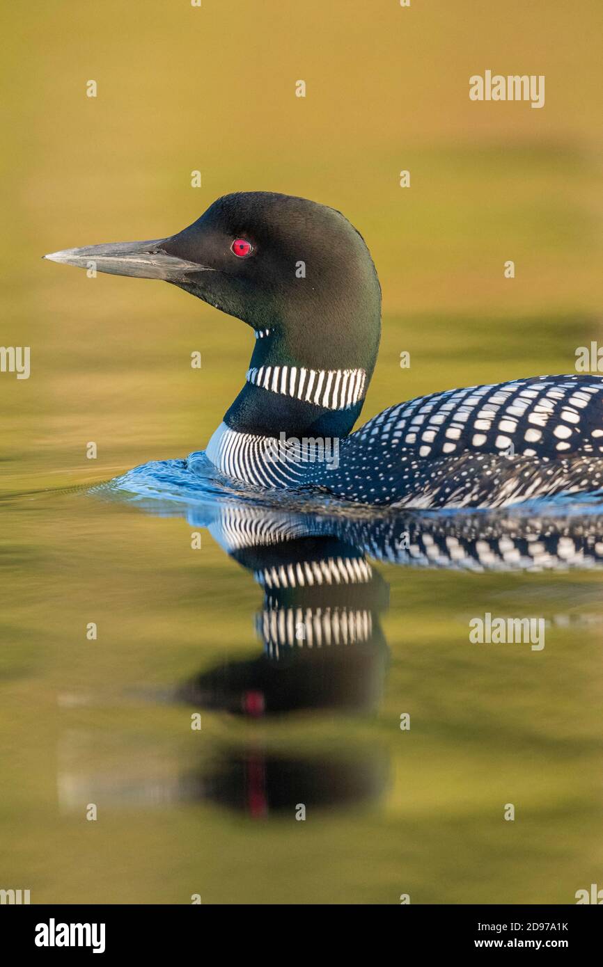 Common Loon (Gavia immer), on a lake, Michigan, USA Stock Photo - Alamy