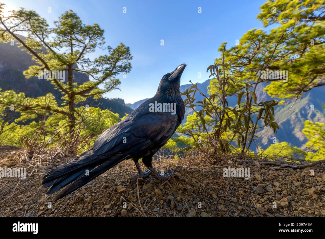 Common raven (Corvus corax) in the caldera of Taburiente, Island of La ...