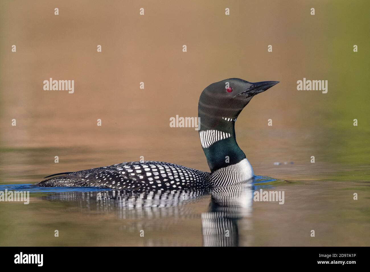 Common Loon (Gavia immer), on a lake, Michigan, USA Stock Photo - Alamy