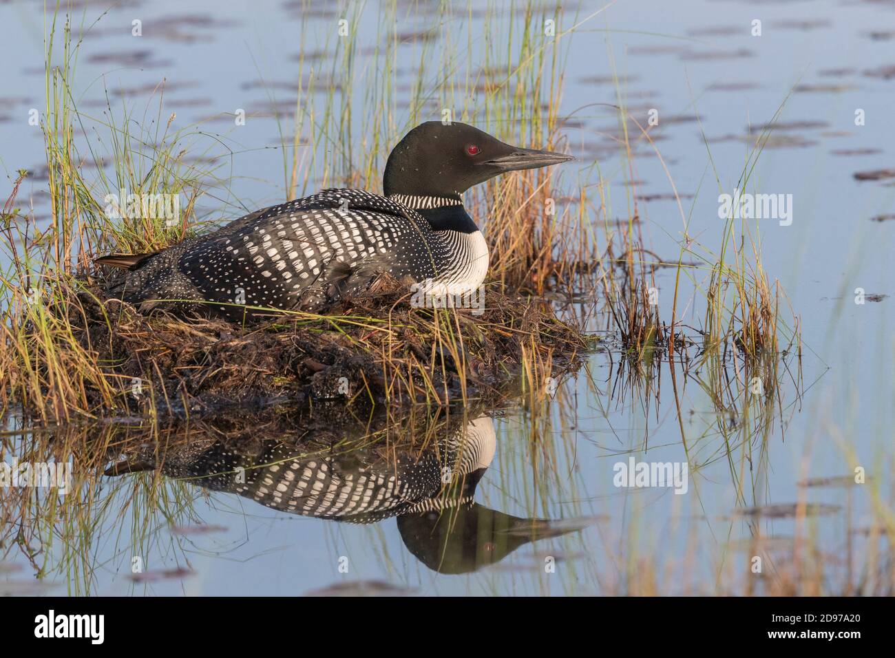 Common Loon (Gavia immer), at nest on a lake, Michigan, USA Stock Photo ...