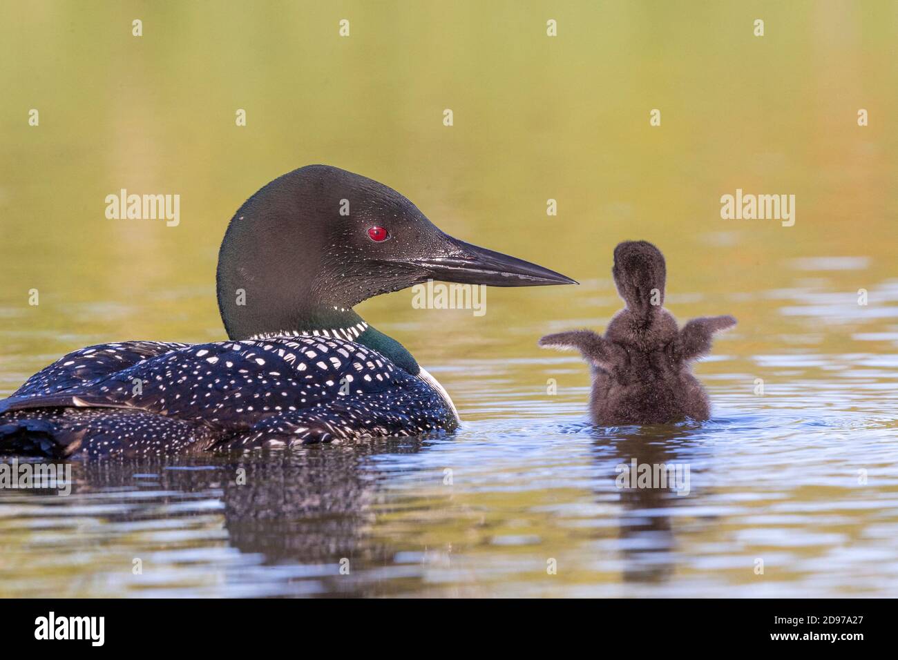 Common Loon (Gavia immer), on a lake, parent with a baby, wing flap ...