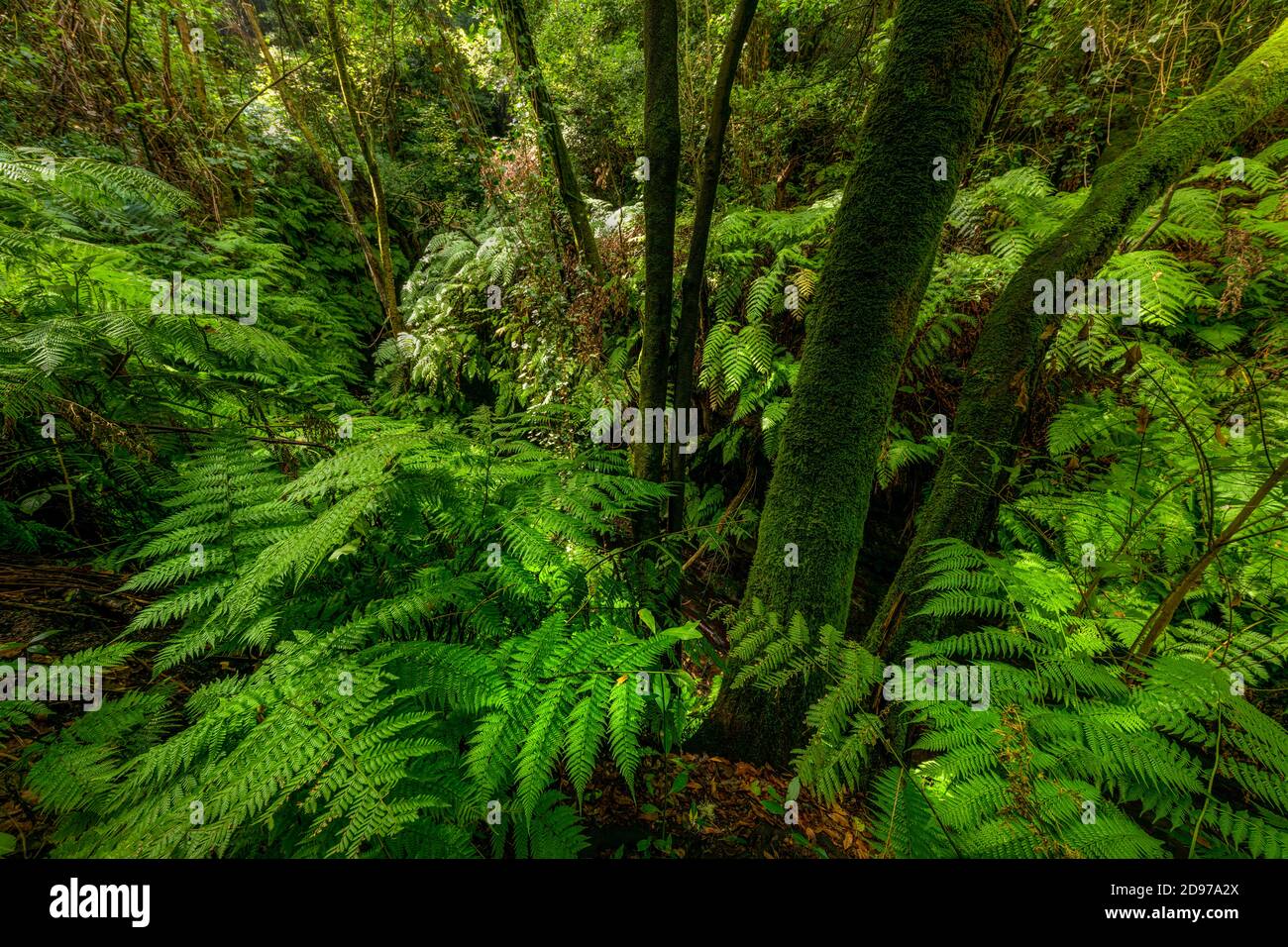 Humid Subtropical Plants