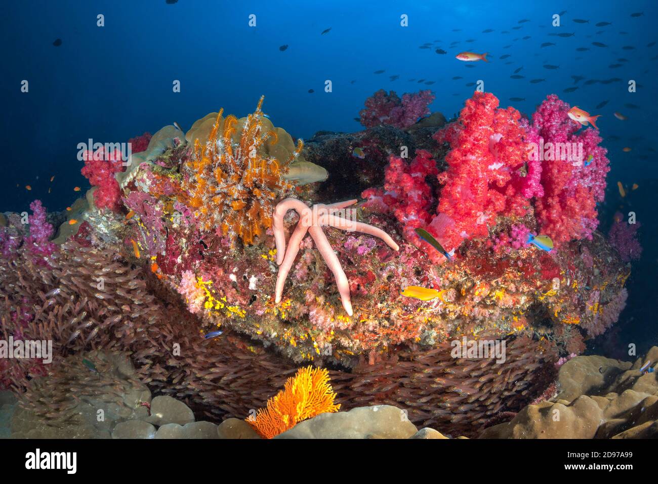 Koh tachai coral Potato, Similan Islands, Thailand, Andaman Sea Stock ...