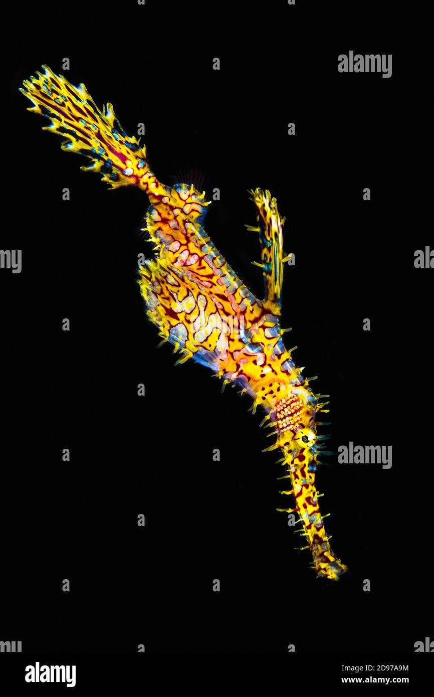 Reef pipefish hi-res stock photography and images - Alamy