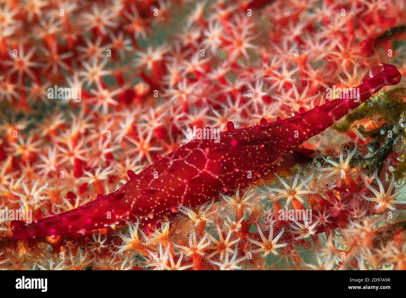 Cowrie shell close up view hi-res stock photography and images - Alamy