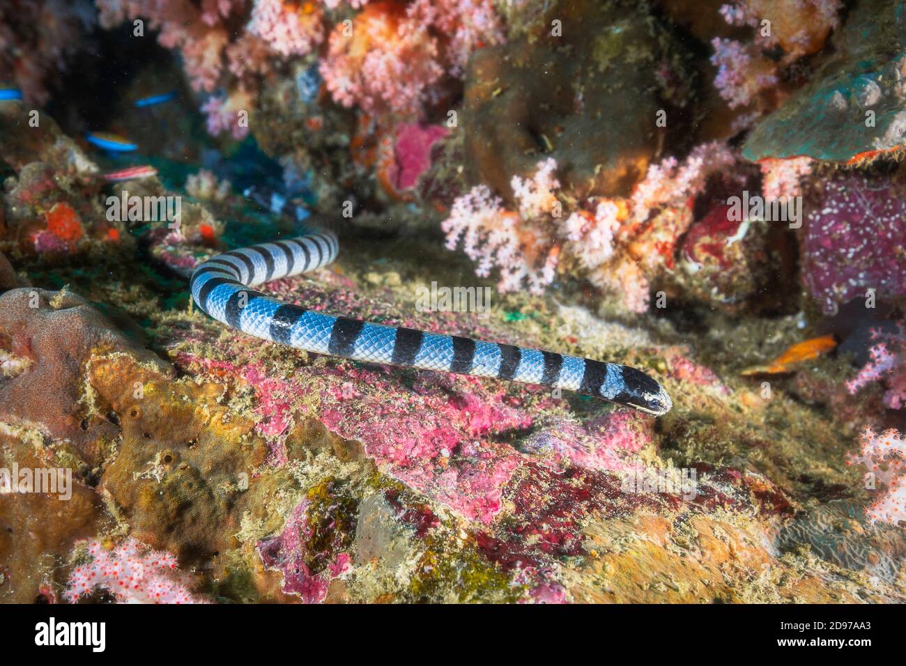 Krait High Resolution Stock Photography and Images - Alamy