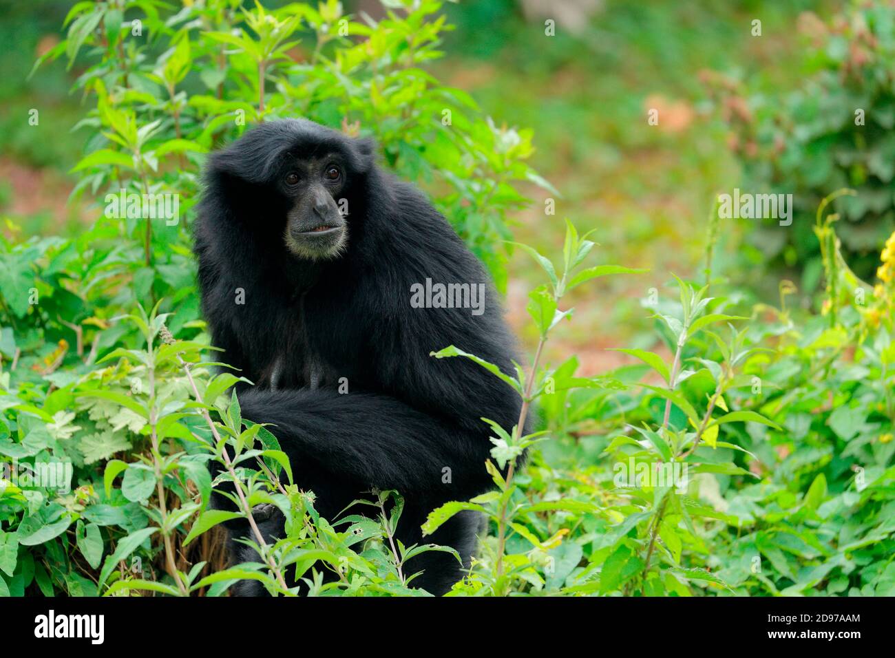 Crested gibbon (Nomascus concolor), Zoo Pairi Daiza, Belgium Stock ...