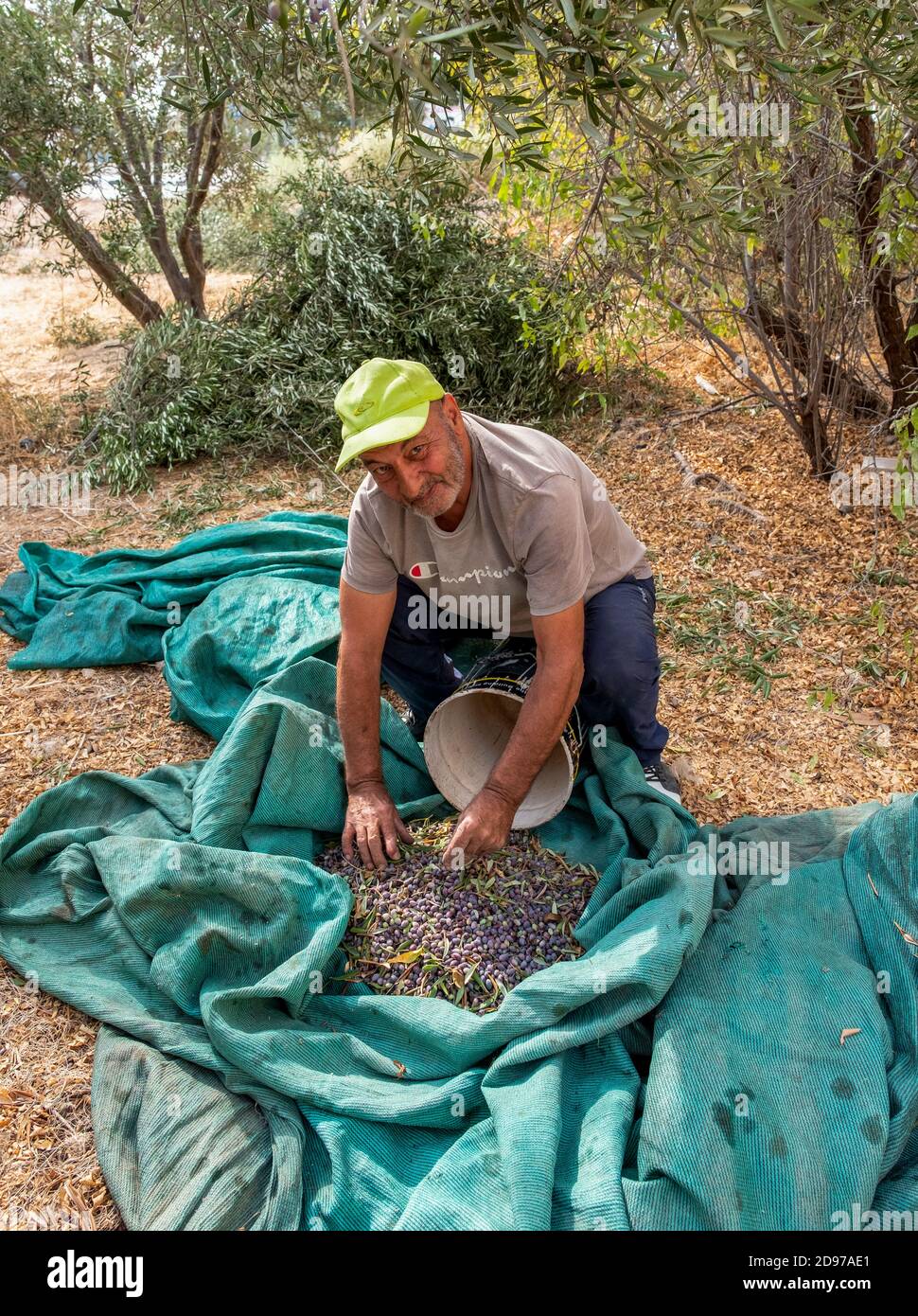 Olive collecting cyprus hi-res stock photography and images - Alamy