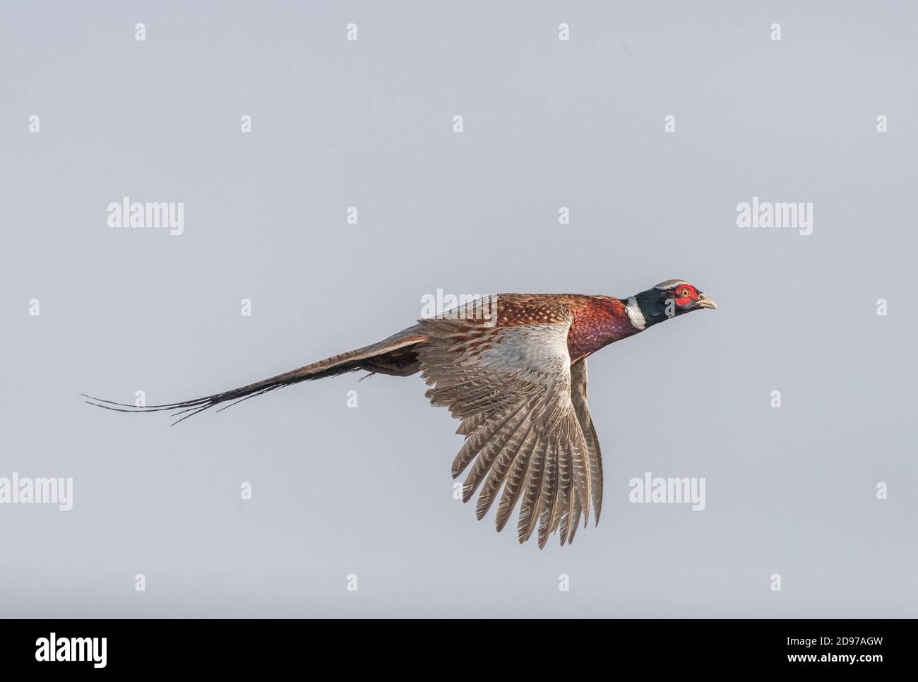 Common Pheasant (Phasianus colchicus), male in flight, Bas Rhin, Alsace ...