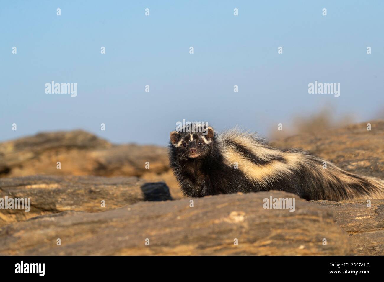 Striped polecat or African Polecat (Ictonyx striatus), captive, Private ...