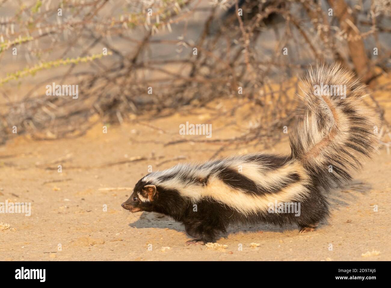 African striped weasel hi-res stock photography and images - Alamy