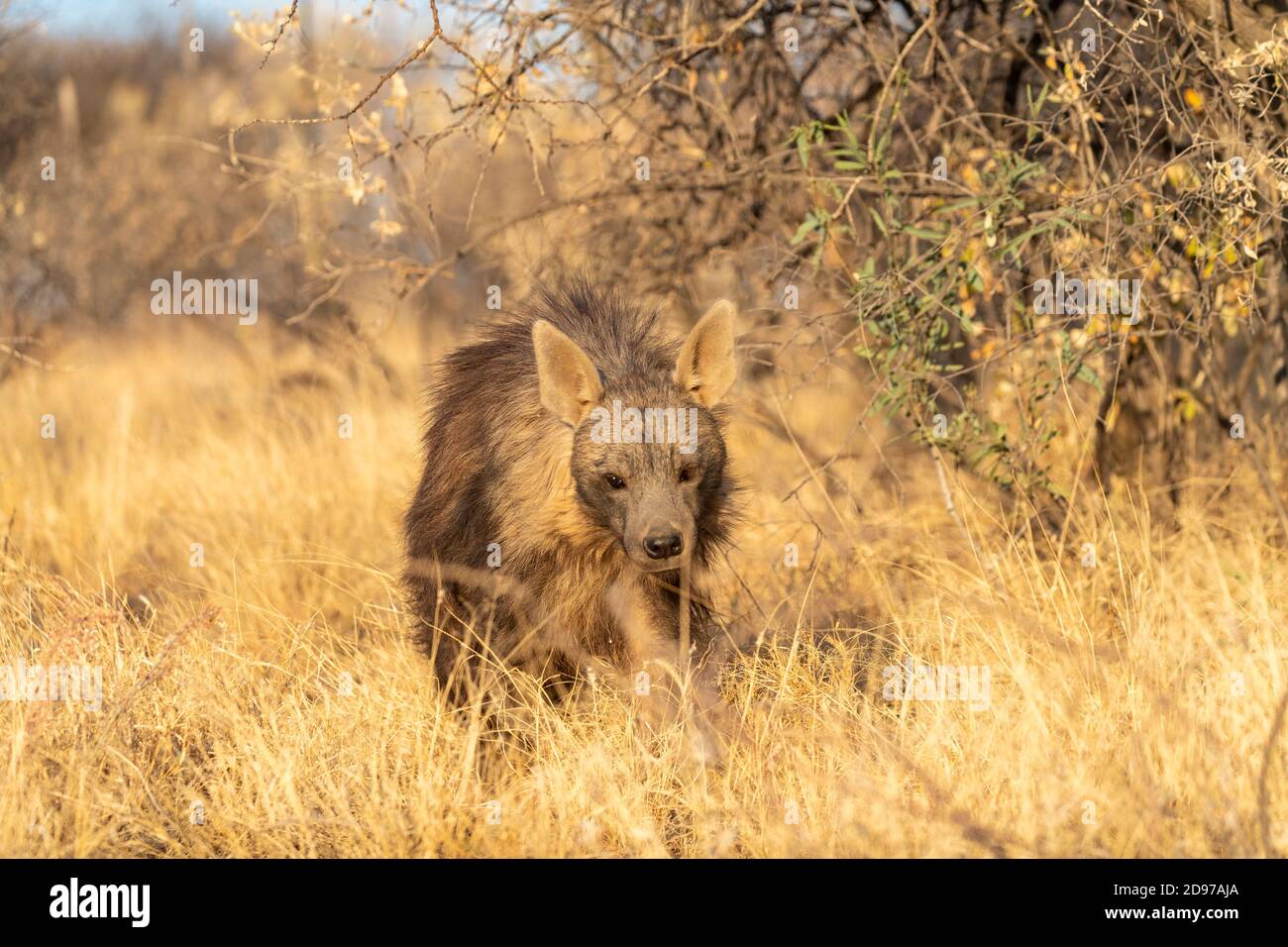 Parahyaena High Resolution Stock Photography and Images - Alamy
